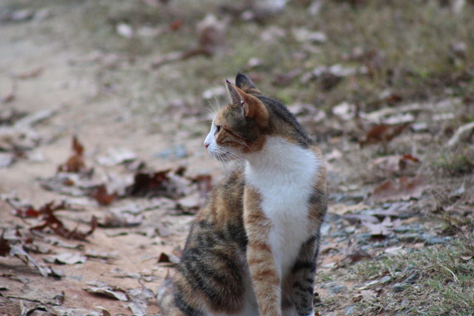 Calico Barn Cat Prints - Etsy