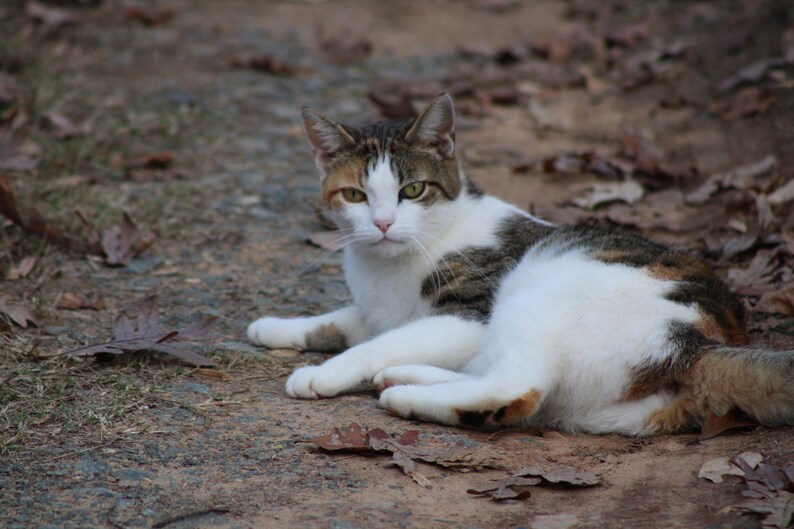 Calico Barn Cat Prints - Etsy