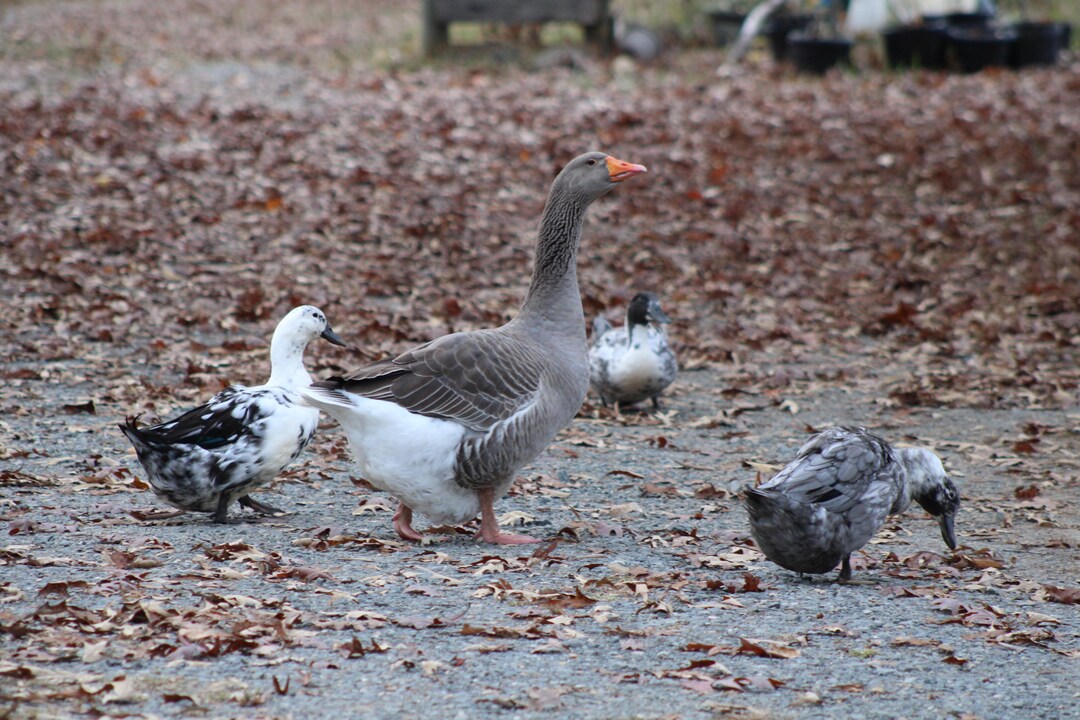 French Toulouse Gander With Ducks - Free Range - Etsy