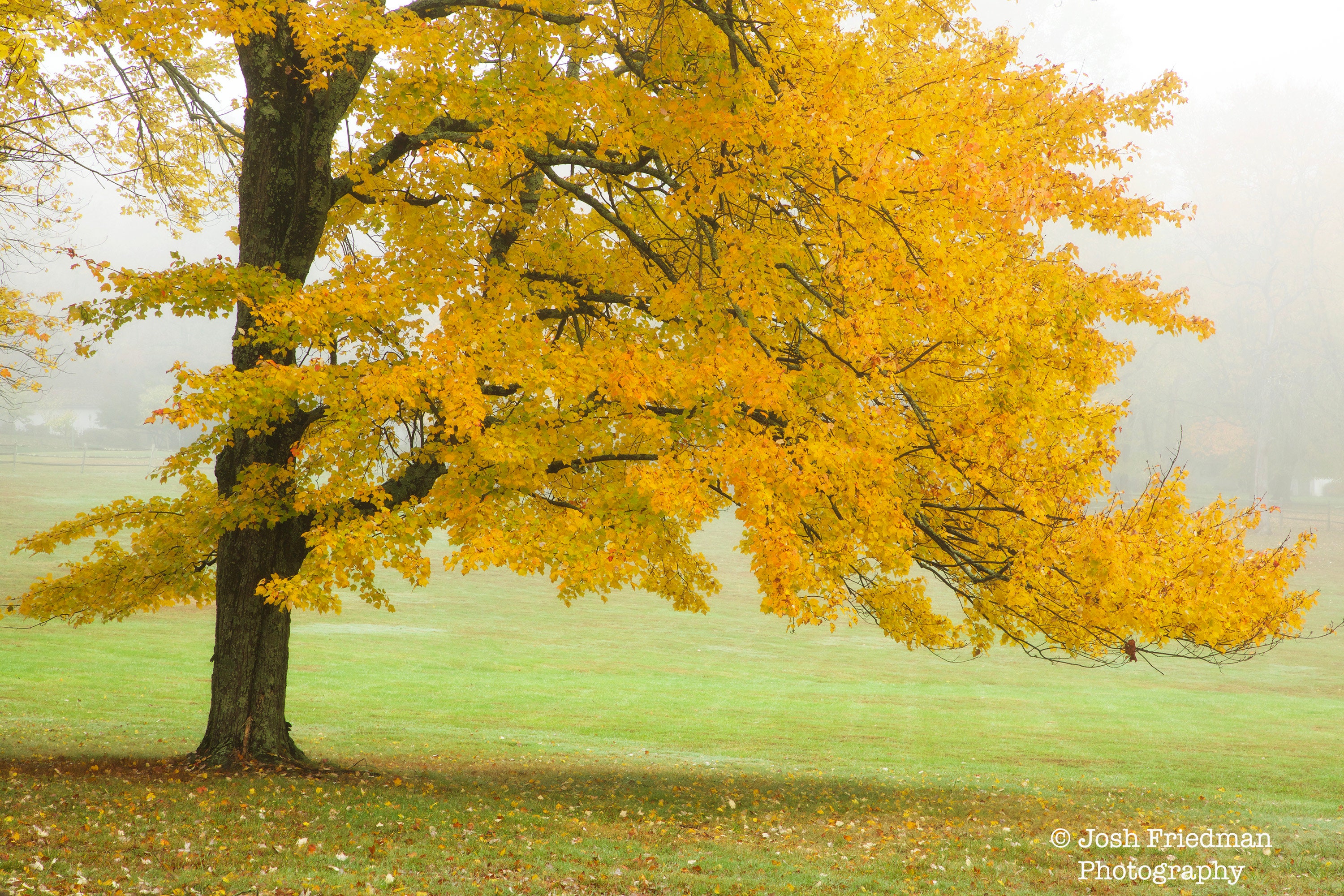 Yellow Things In Nature