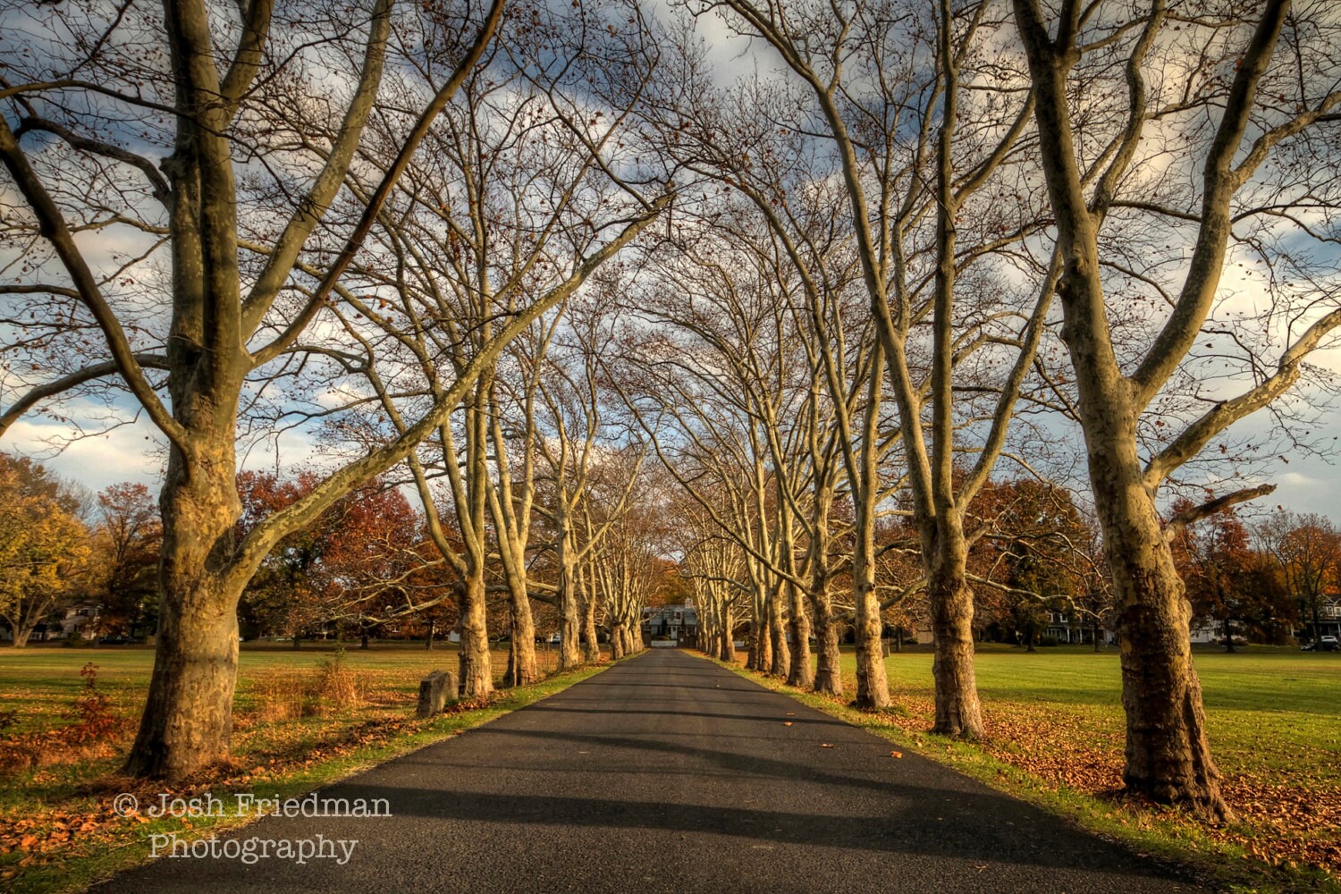 Late Autumn Road Through Trees Landscape Photograph Fonthill | Etsy