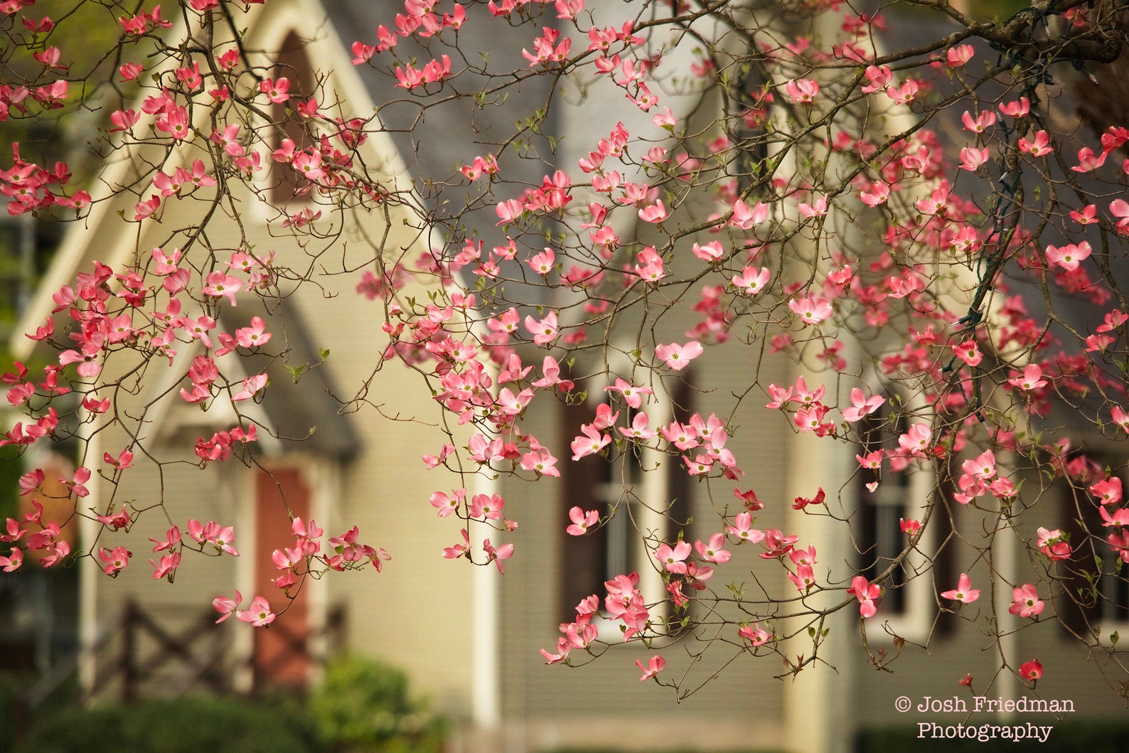 Old Library Pink Dogwood Tree Spring Photograph Lake Afton Yardley ...