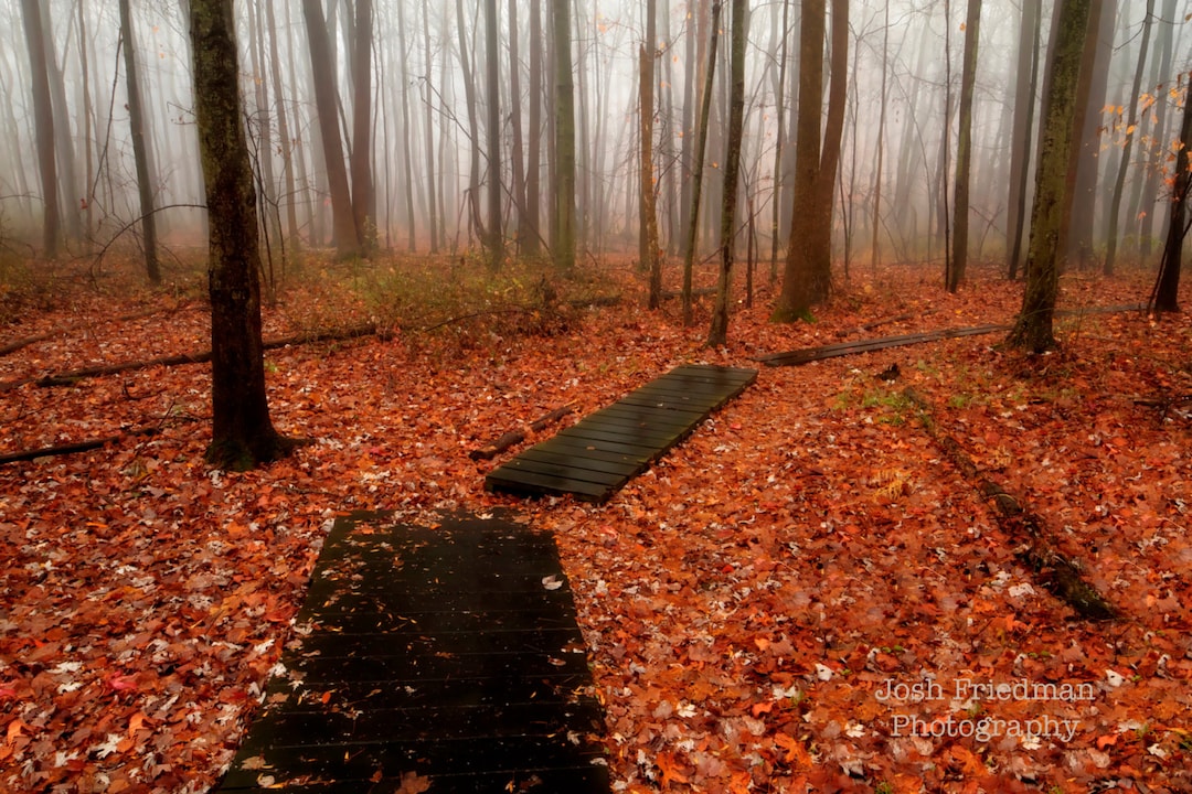 Autumn Path Through Forest, Landscape Photograph, Woods, Fall Foliage ...