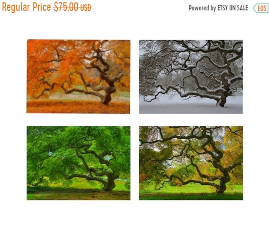 Japanese Maple Tree in Four Seasons Nature Photography 5X7 Print Set ...