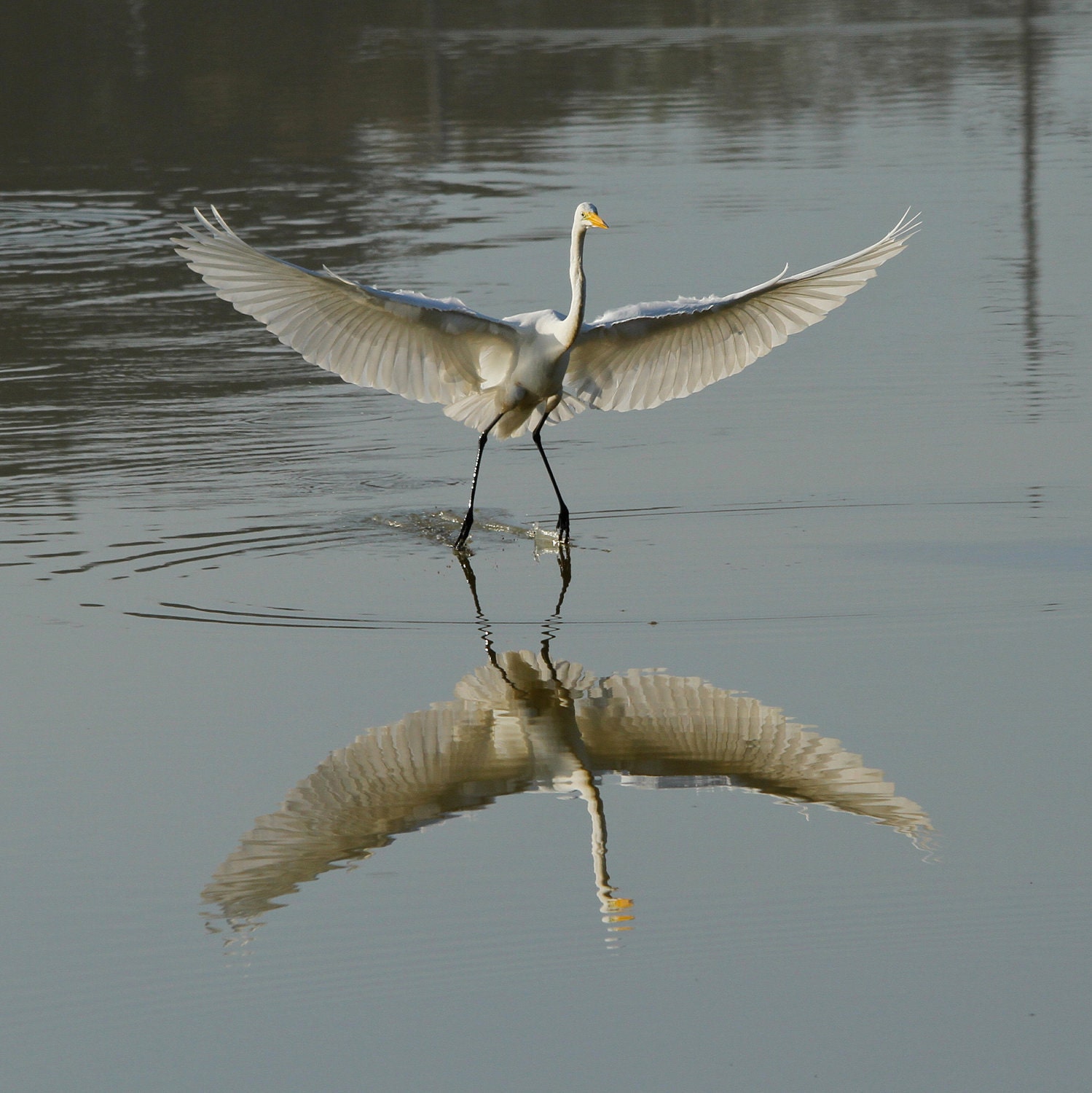 Nature Photography Heron Egret Bird Photograph Wings | Etsy