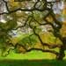 Threadleaf Japanese Maple Tree in Spring Fine Art Landscape - Etsy