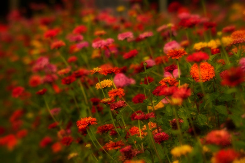 Wildflower Field Flower Photograph Late Summer Wildflowers | Etsy