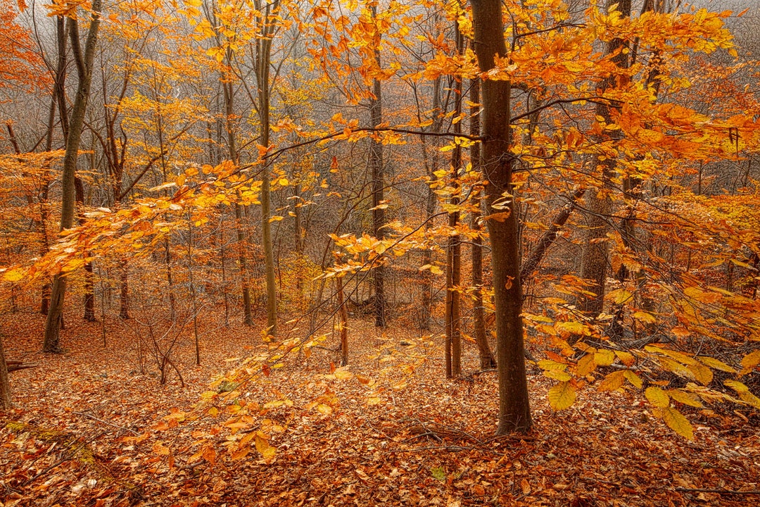Autumn Forest Nature Photography Trees Fall Foliage Landscape ...