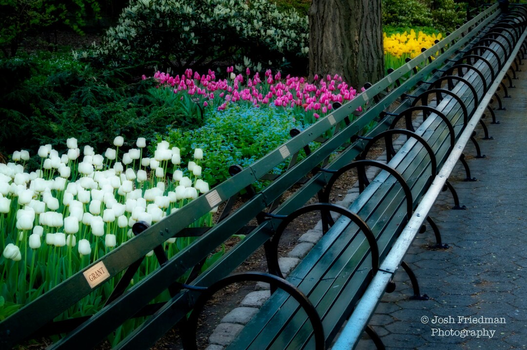 Central Park Bench in Spring Photograph New York City Tulips Flowers ...