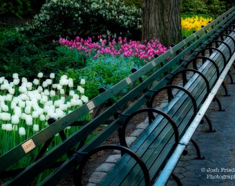Spring Morning in Central Park Landscape Photograph New York | Etsy