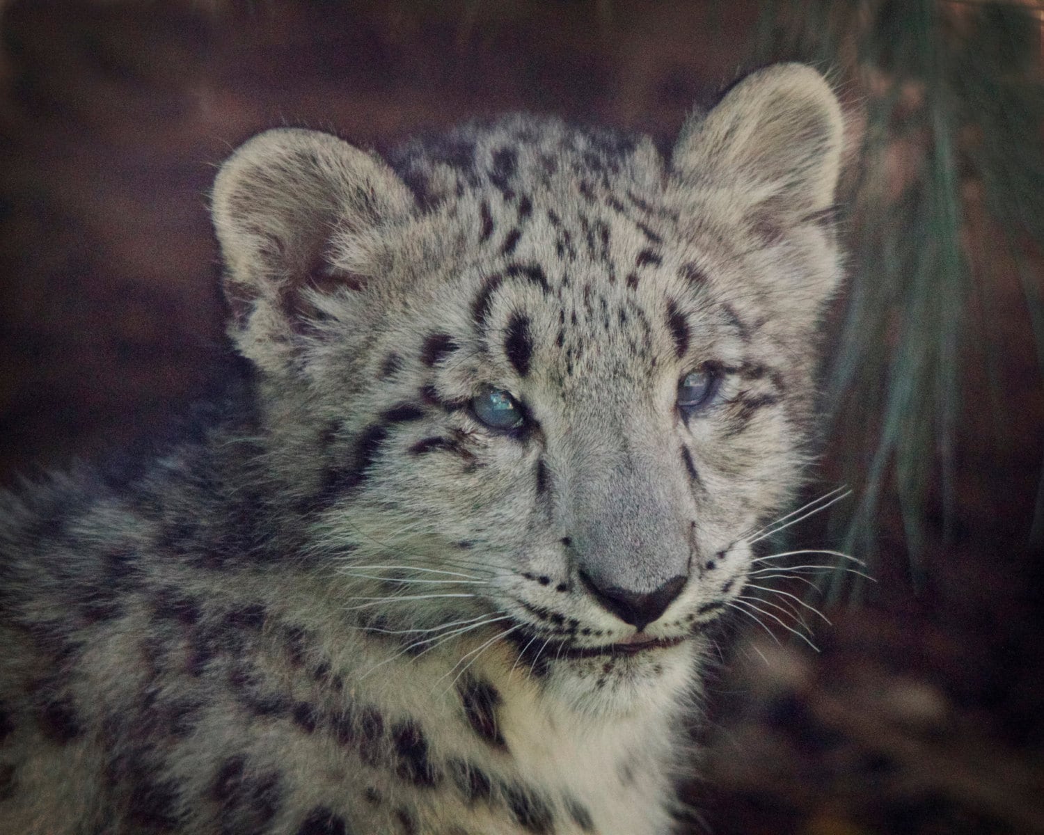 White Snow Leopard Face
