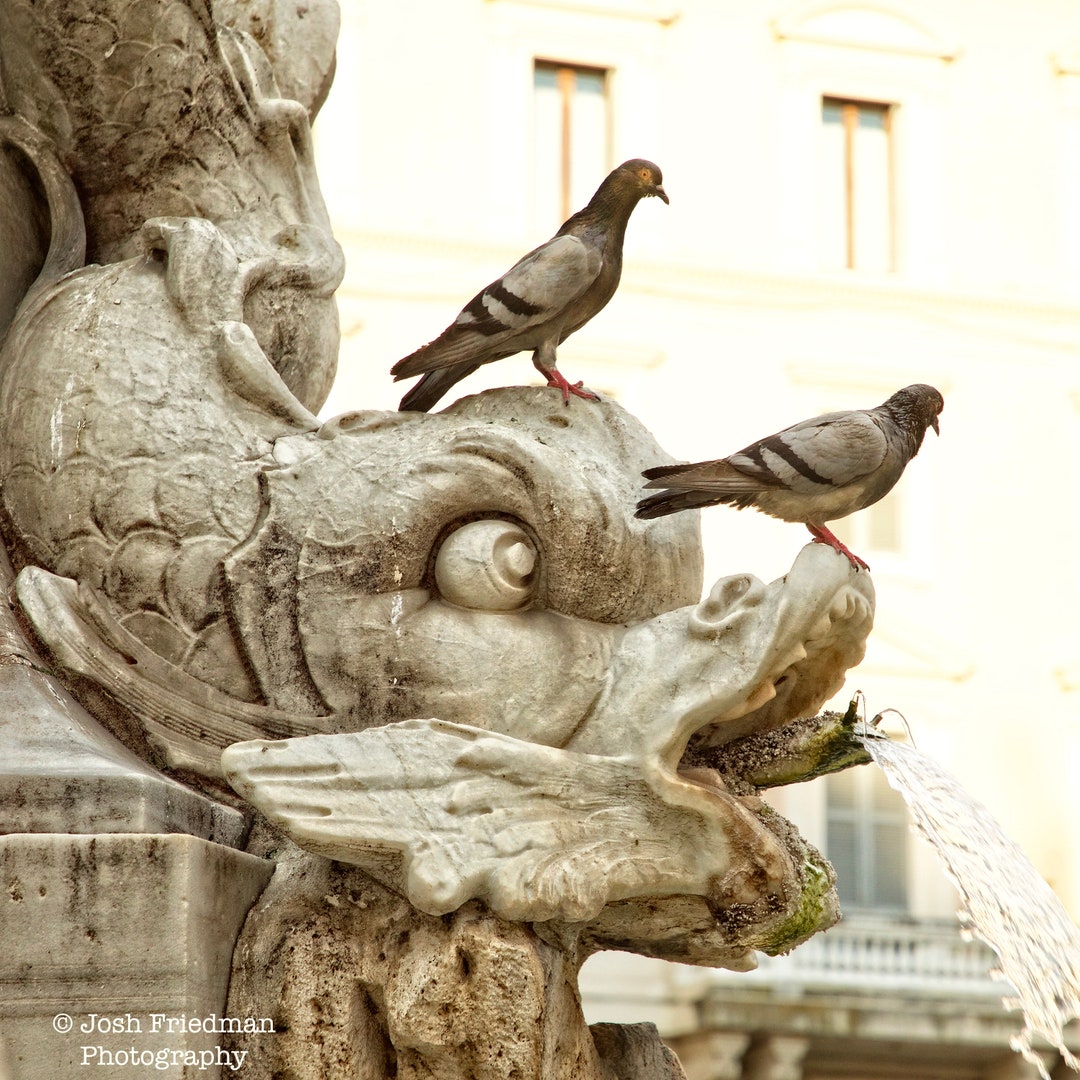 Rome Italy Fountain Pigeons Photograph Fountain of the Pantheon Piazza ...