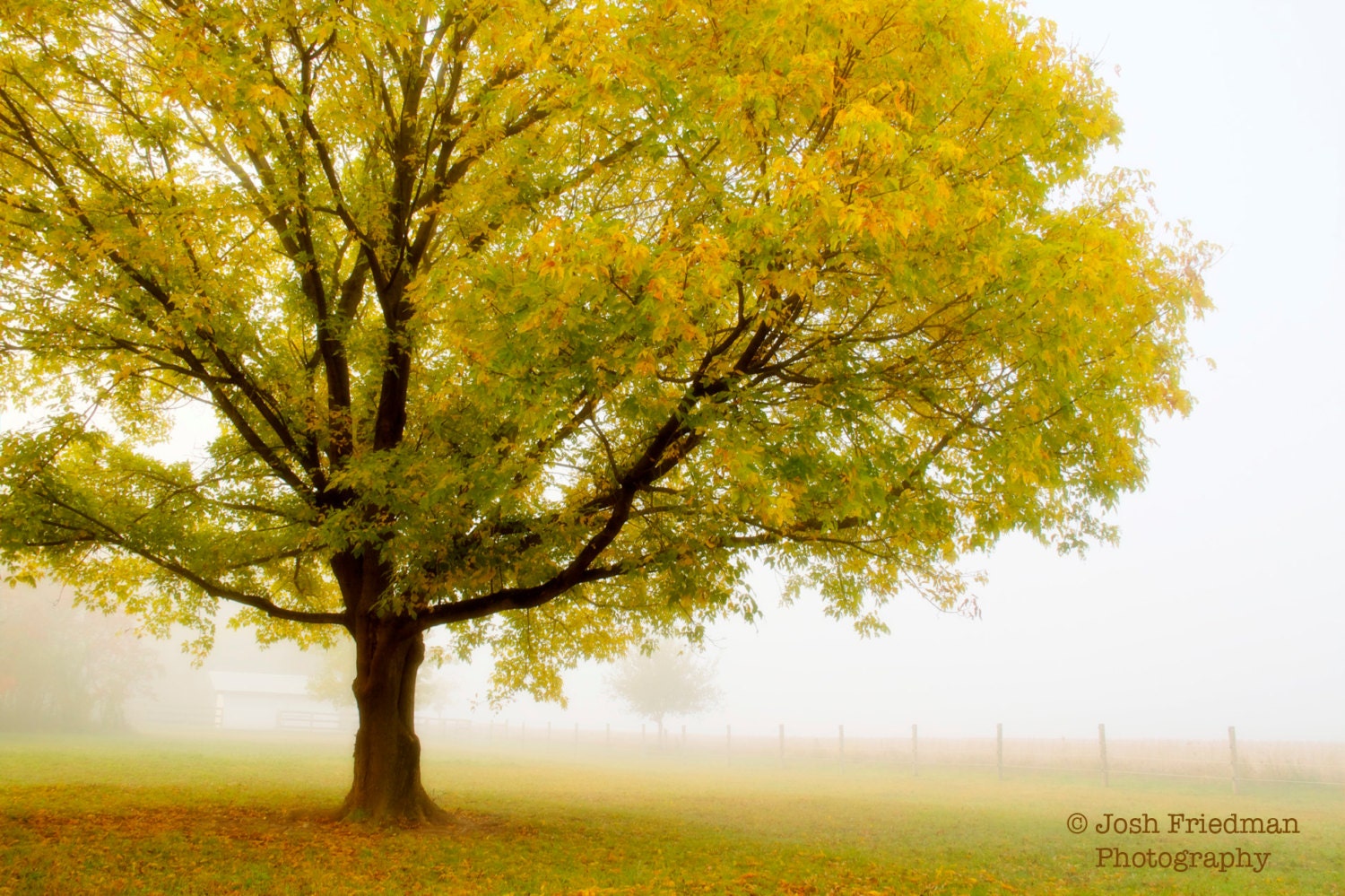 Autumn Landscape Photography Yellow Tree Fall Foliage | Etsy