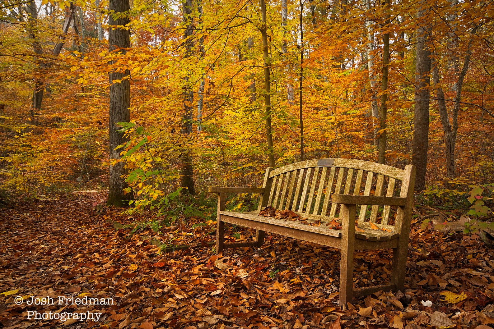 Autumn Bench Photograph Fall Foliage Bowman's Hill - Etsy