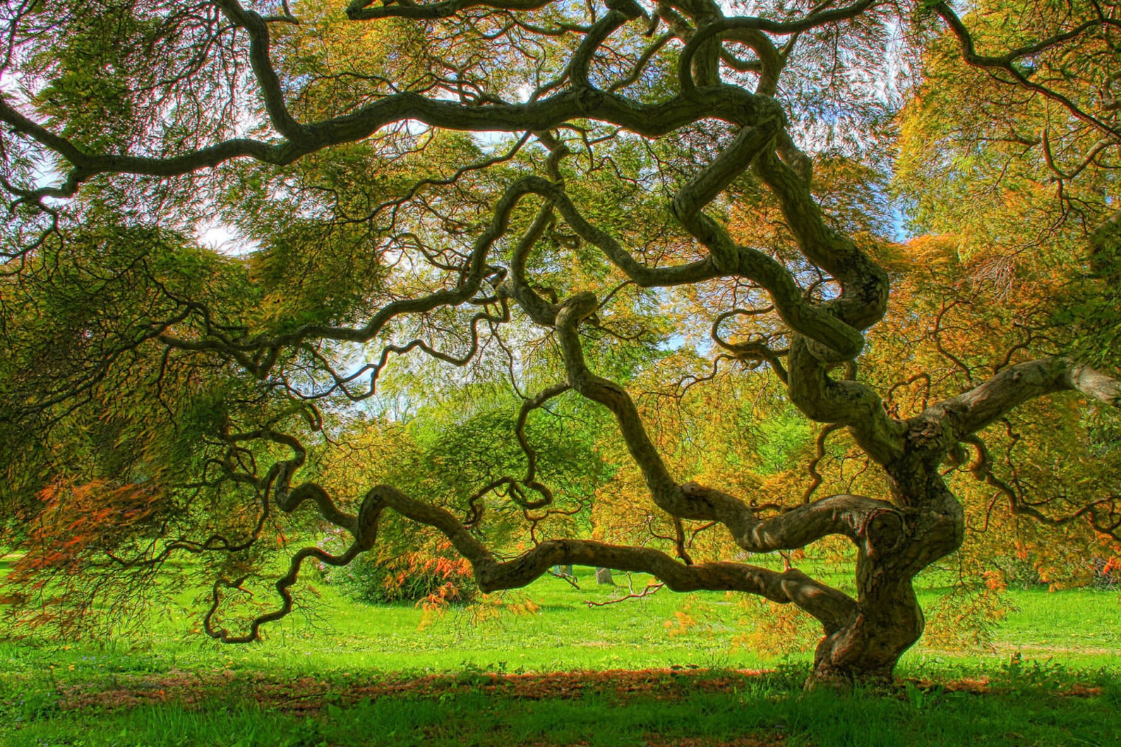 Japanese Maple Tree Spring Landscape Photograph Old Tree of Life Nature ...