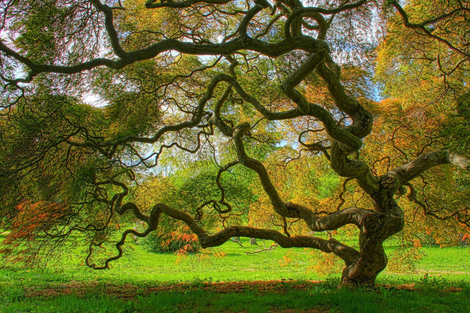 Japanese Maple Tree Spring Landscape Photograph Old Tree of Life Nature ...