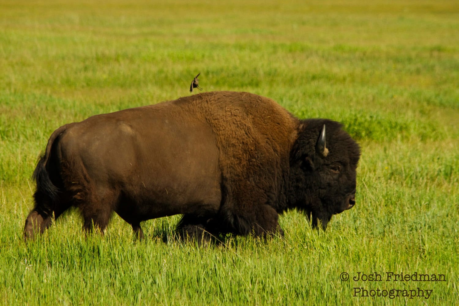 Bird Landing on Bison Jackson Hole Wyoming Fine Art Photography Buffalo ...