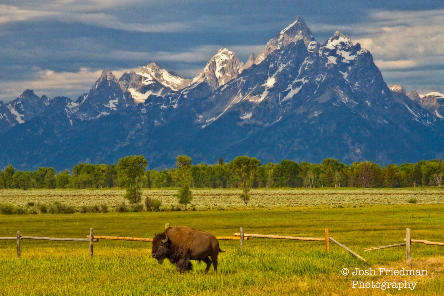 Bison and the Grand Teton Mountains, Landscape Photography, Grand Teton ...