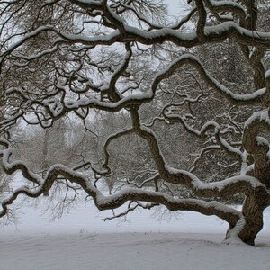 Japanese Maple Tree Winter Snow Landscape Photograph Old Tree of Life ...