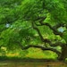 Japanese Maple Tree Summer Landscape Photograph Old Tree of Life Nature ...