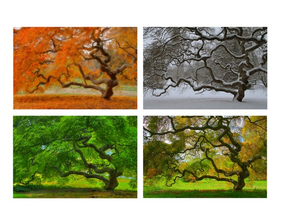 Mixed Media & Collage Four Seasons Artwork Four Seasons of a Maple Tree ...