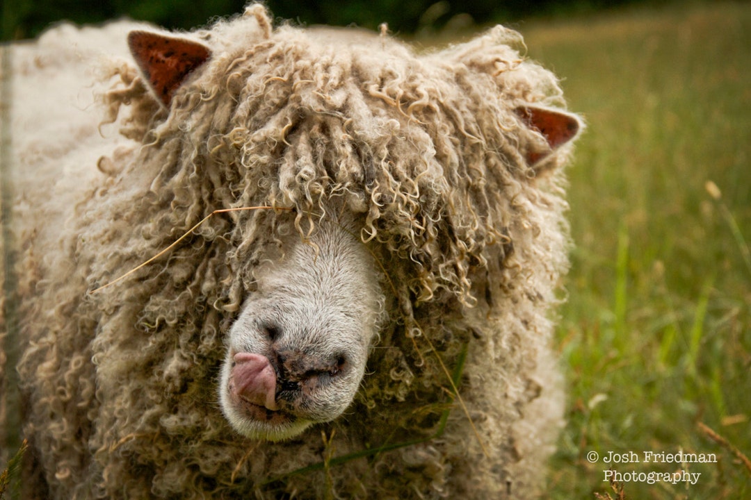 Sheep Photograph Sheep Face Sheep With Tongue Animal Photography Farm ...