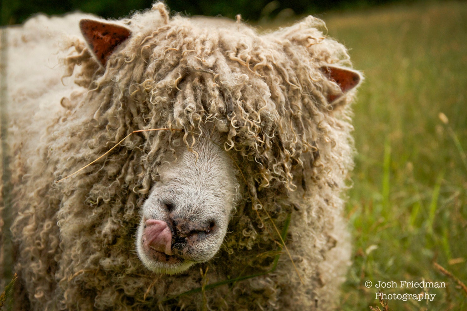 Funny Sheep Face