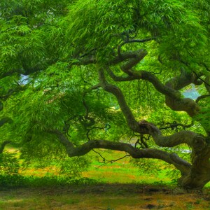 Threadleaf Japanese Maple Tree in Summer Fine Art Landscape Photograph ...
