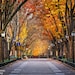 University of Pennsylvania Locust Walk Autumn Photograph Trees Fall ...