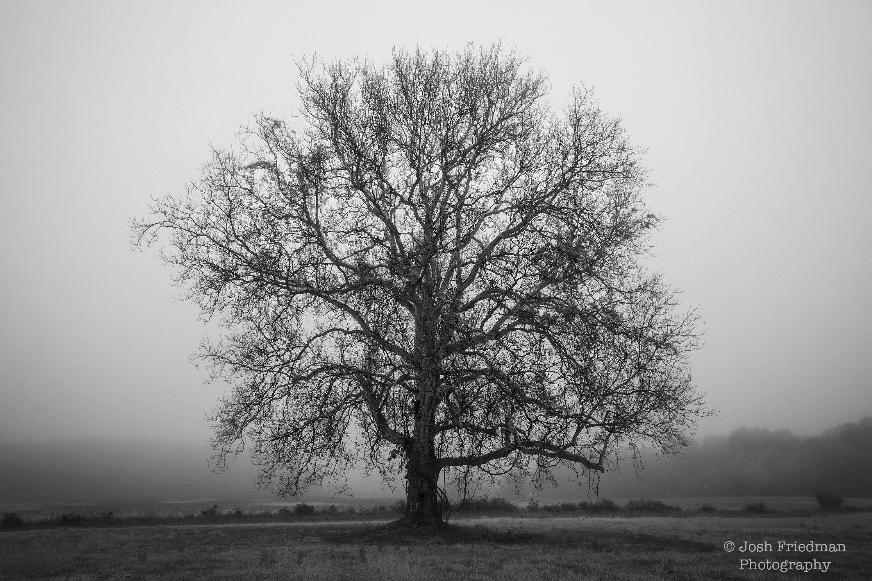 Old Tree Fog Black and White Photograph Bare Branches Landscape Nature ...