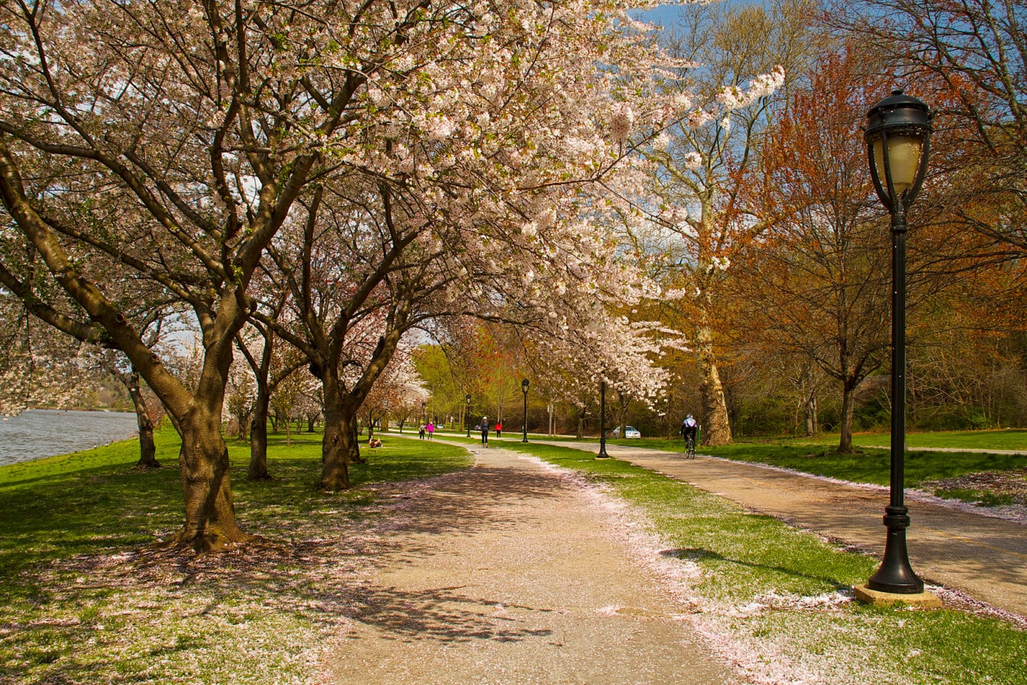 Philadelphia in Spring Cherry Blossoms Landscape Photograph - Etsy