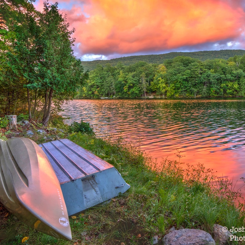 Fern Photograph - Etsy