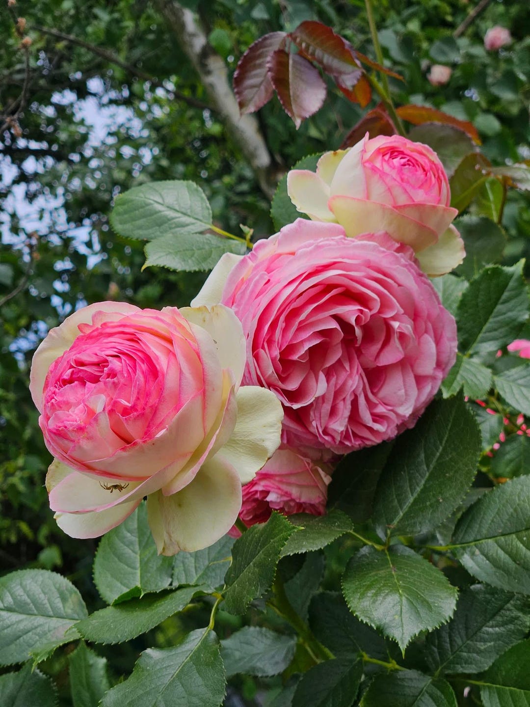 Eden 85 (pierre De Ronsard) Climber Rose - Etsy