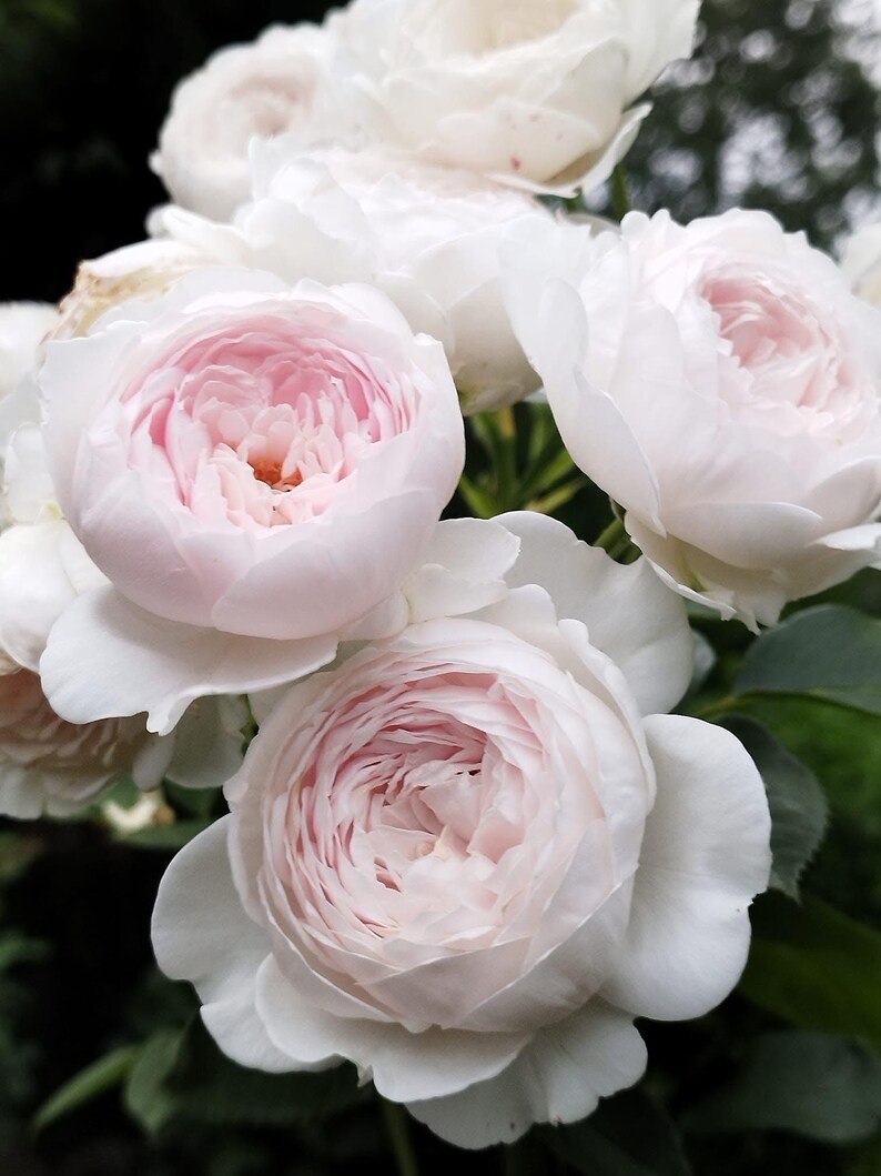 Parfuma Earth Angel Rose - Etsy