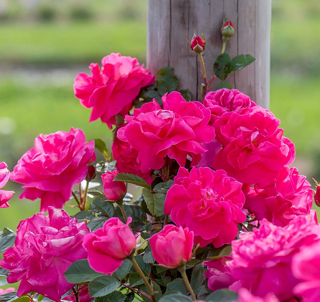 Highwire Flyer Climbing Rose - Etsy