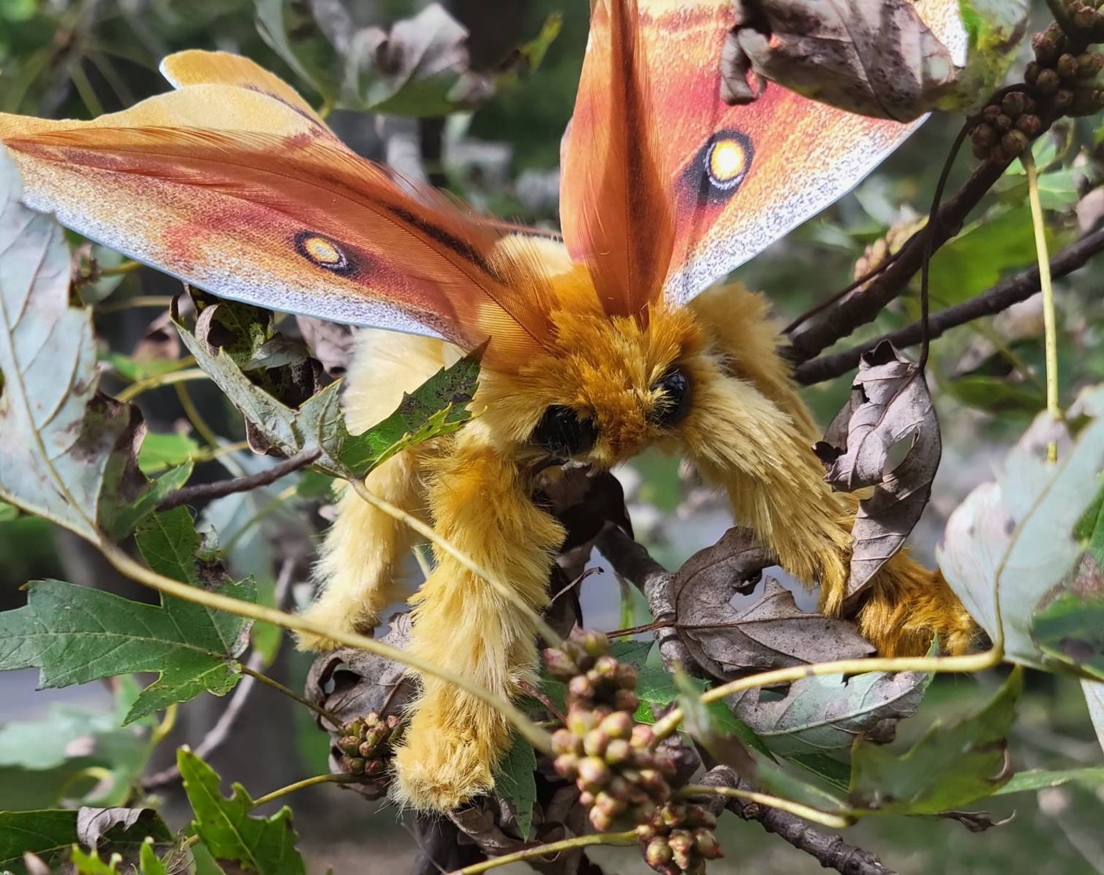 Honey Moth Butterfly Textile Sculpture Textile Art Textile - Etsy