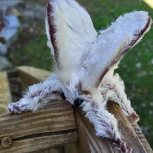 Poodle Moth Soft Sculpture, Faux Taxidermy, Plush, Textile Art, Ooak ...