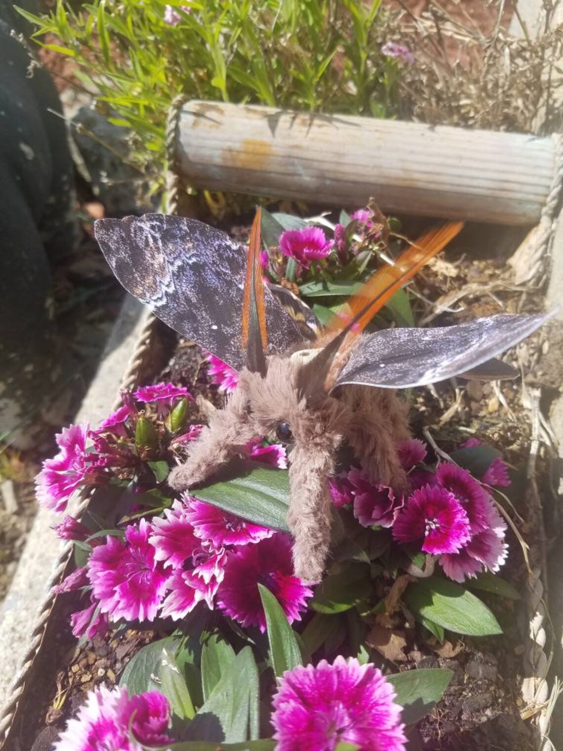 Death head moth soft sculpture ooak textile taxidermy faux | Etsy