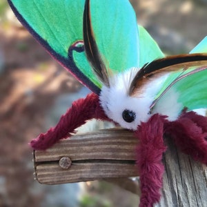 Large Luna Moth Textile Taxidermy Soft Sculpture OOAK Doll - Etsy