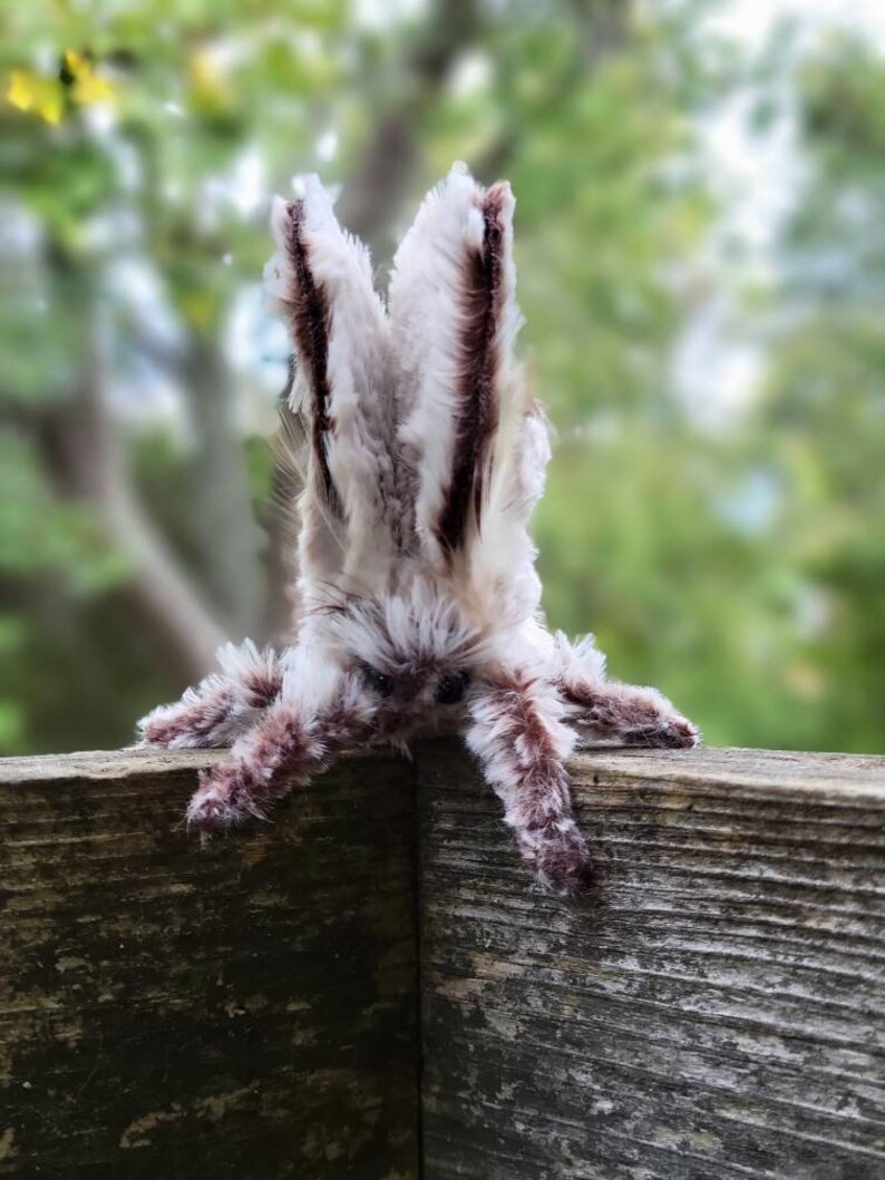 Poodle Moth Soft Sculpture, Faux Taxidermy, Plush, Textile Art, Ooak ...