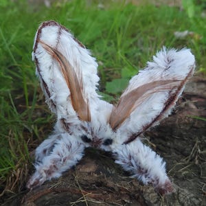 Poodle Moth Soft Sculpture, Faux Taxidermy, Plush, Textile Art, Ooak ...