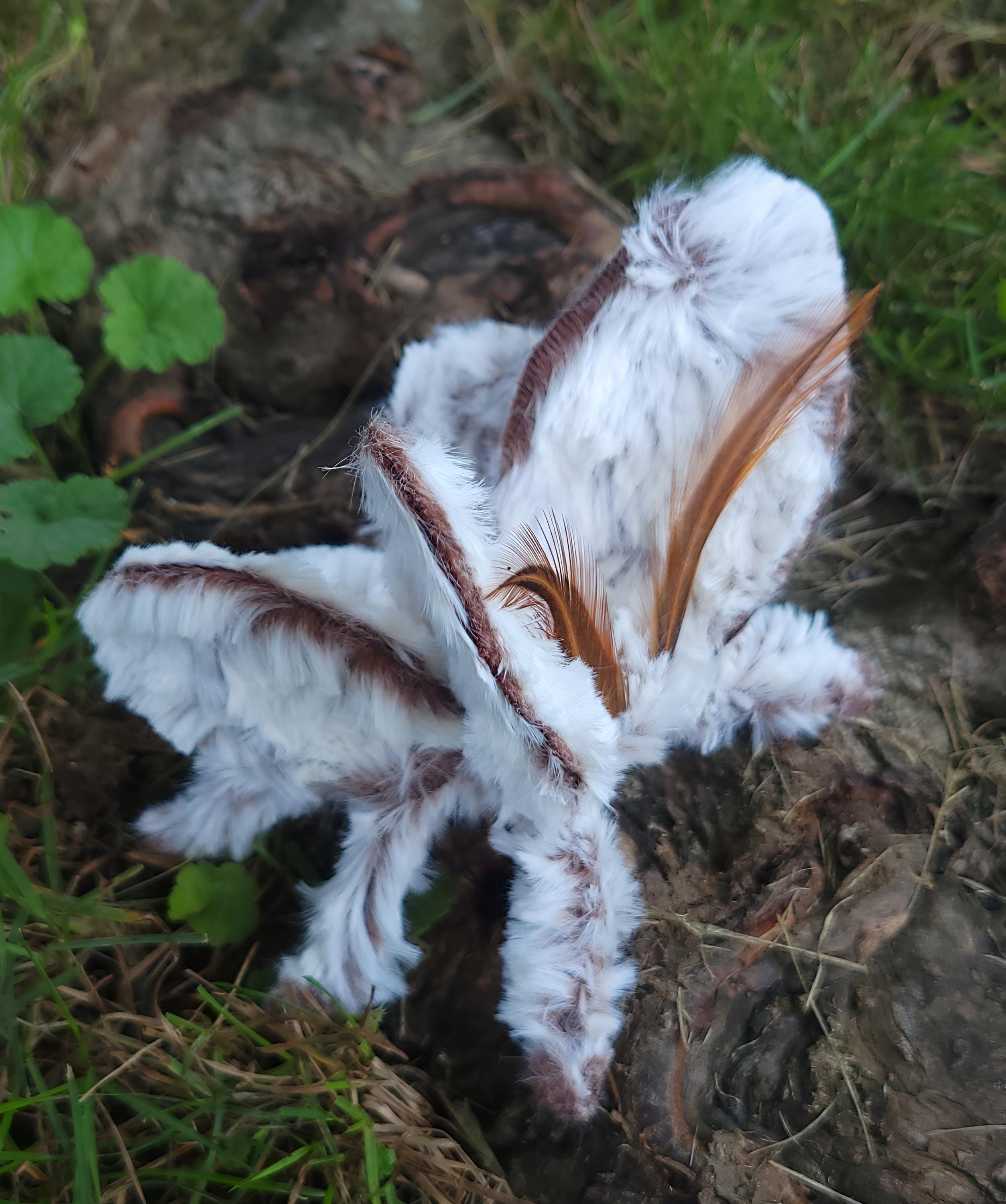 Poodle Moth Soft Sculpture, Faux Taxidermy, Plush, Textile Art, Ooak ...