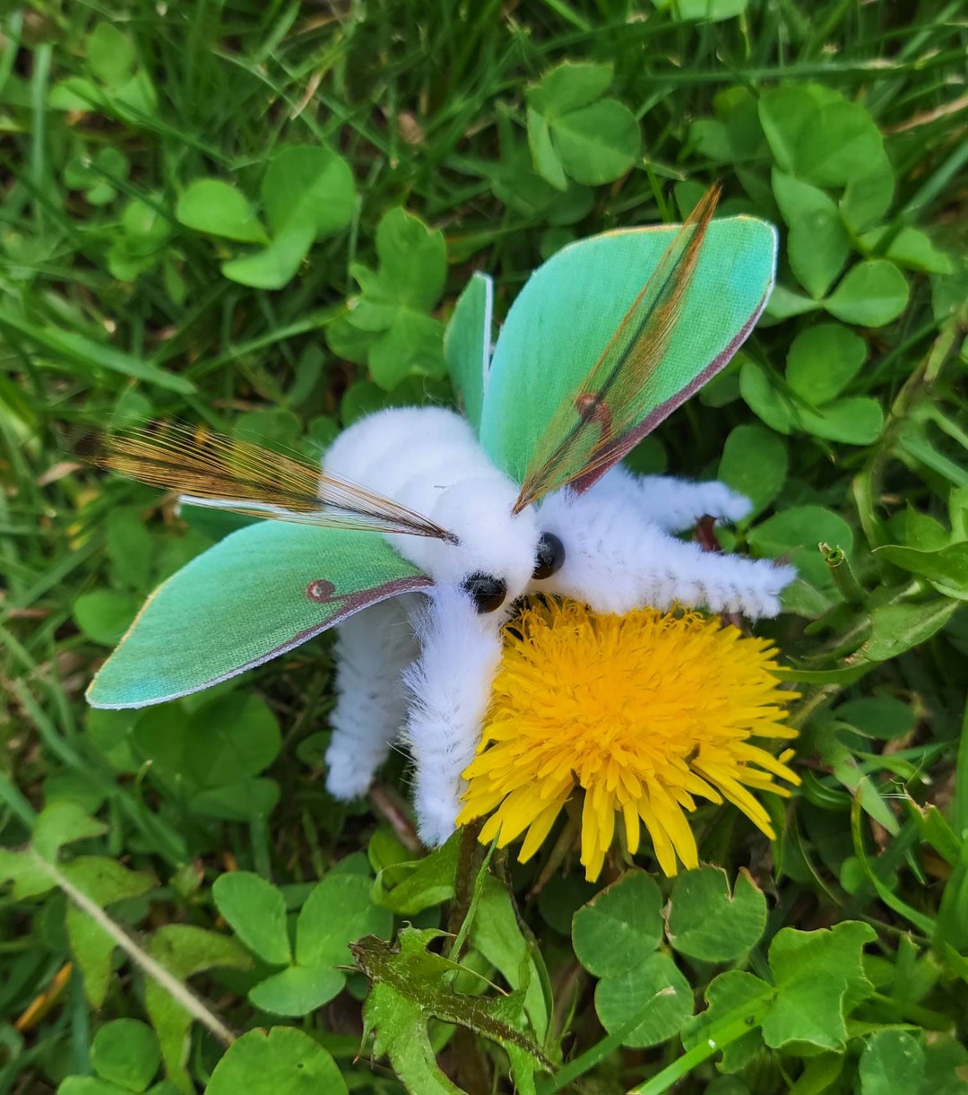 Mini Luna Moth, Butterfly Soft Sculpture, Ooak, Textile Taxidermy, Doll ...