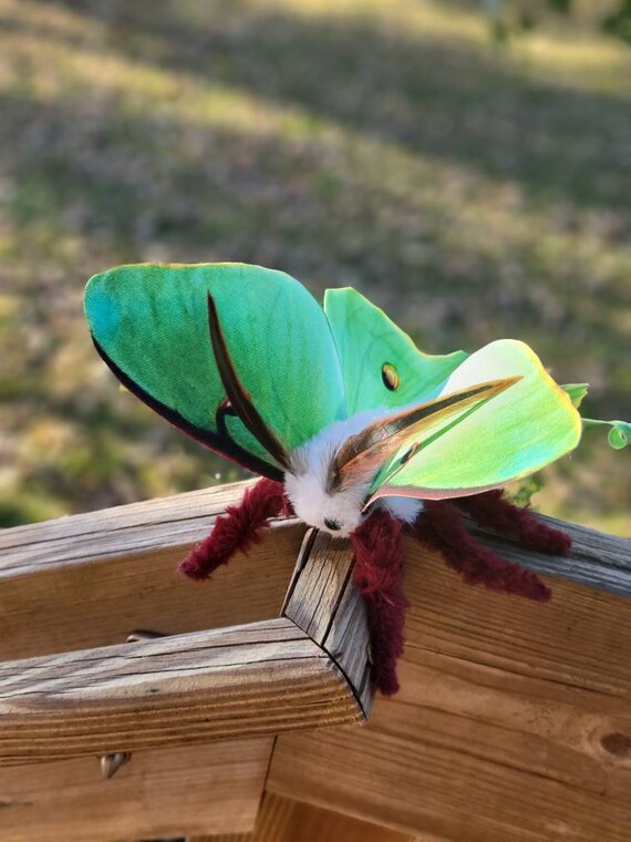 Large Luna Moth Textile Taxidermy Soft Sculpture OOAK Doll - Etsy