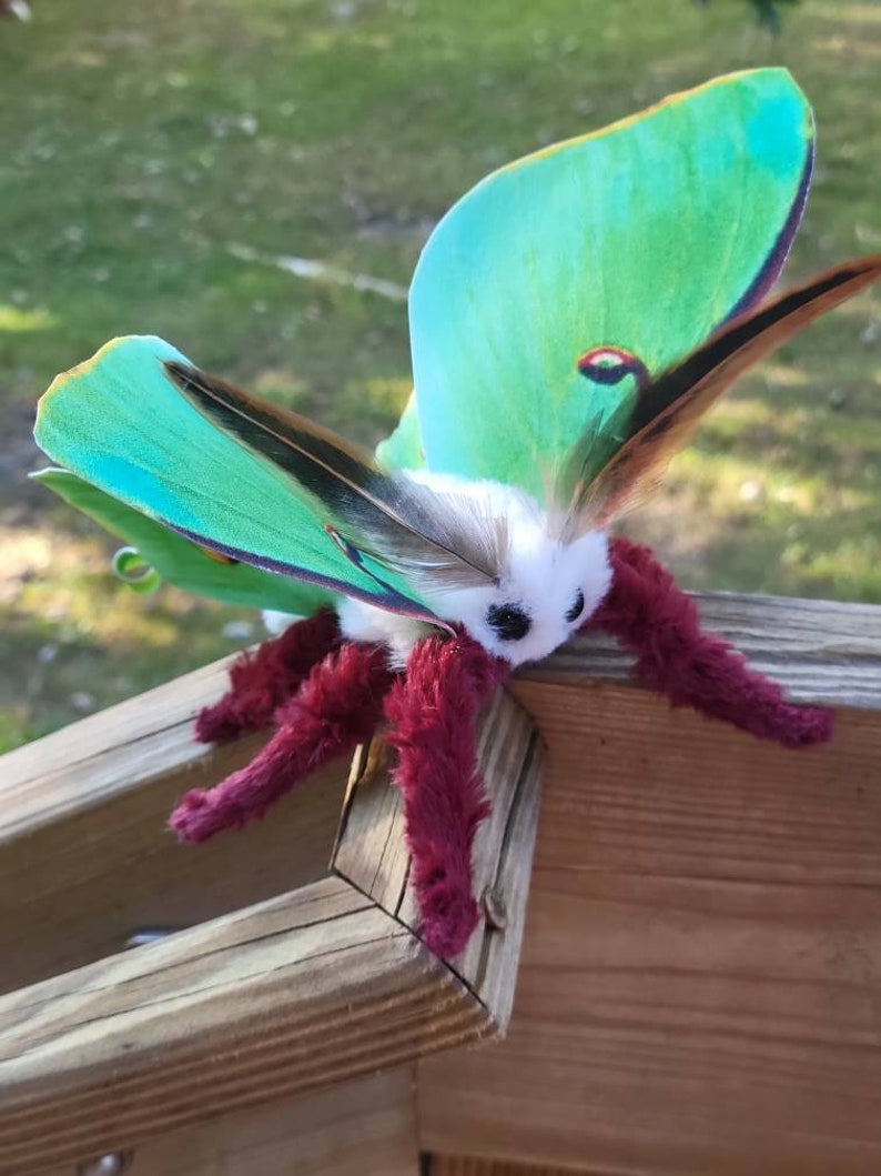 Large Luna Moth Textile Taxidermy Soft Sculpture OOAK Doll - Etsy