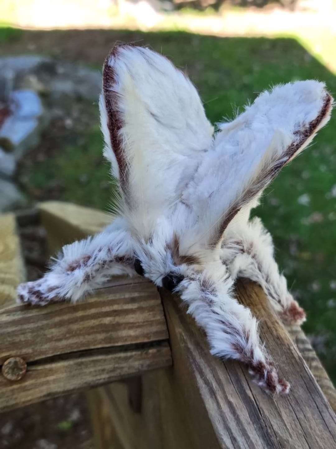 Poodle Moth Soft Sculpture, Faux Taxidermy, Plush, Textile Art, Ooak ...