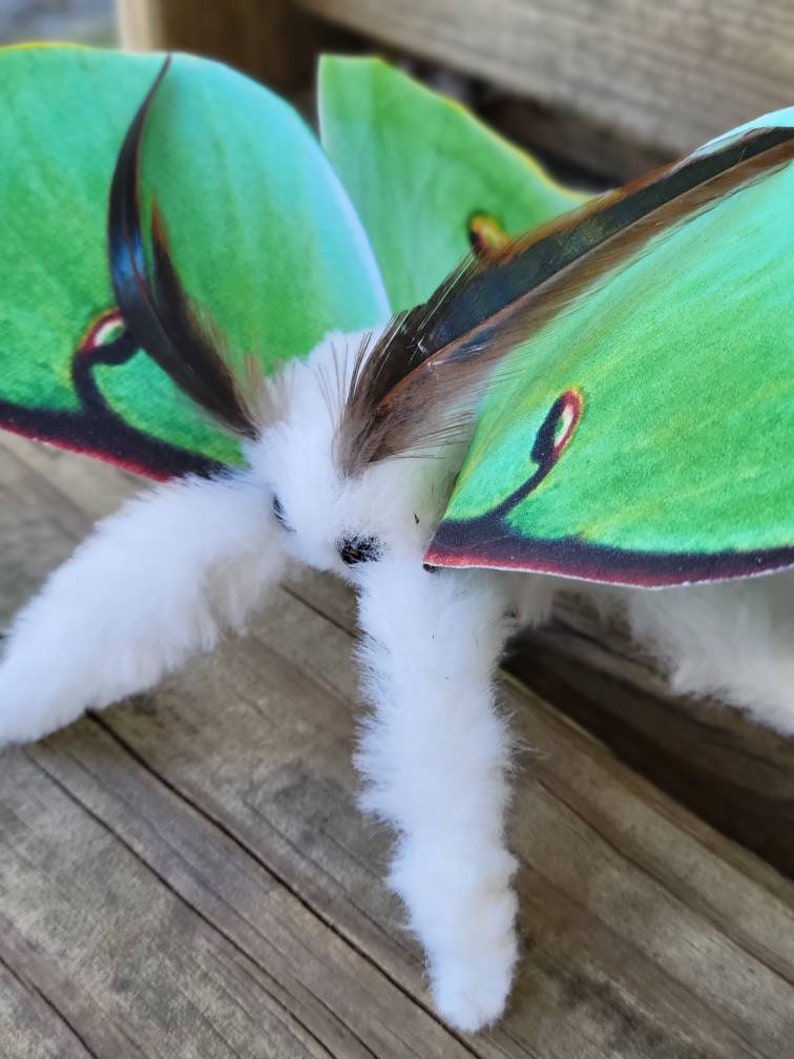 Large Luna Moth Textile Taxidermy Soft Sculpture OOAK Doll - Etsy