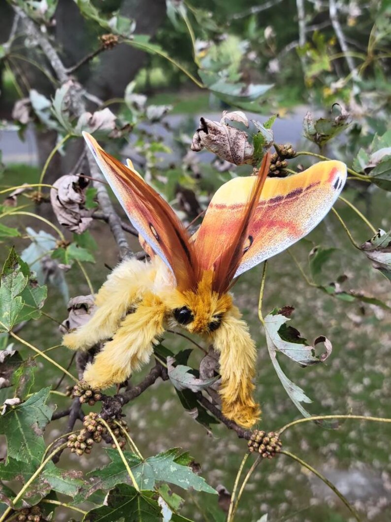 Honey Moth Butterfly Textile Sculpture Textile Art Textile - Etsy