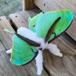 Large Luna Moth Textile Taxidermy Soft Sculpture OOAK Doll - Etsy