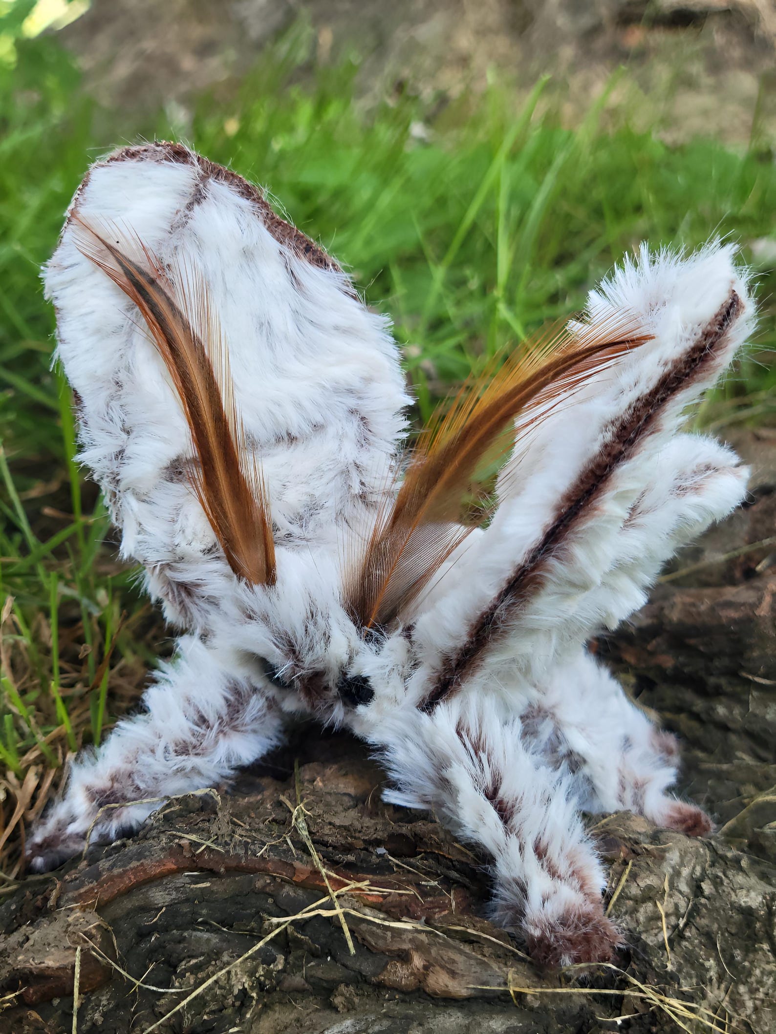 Poodle Moth Soft Sculpture, Faux Taxidermy, Plush, Textile Art, Ooak ...